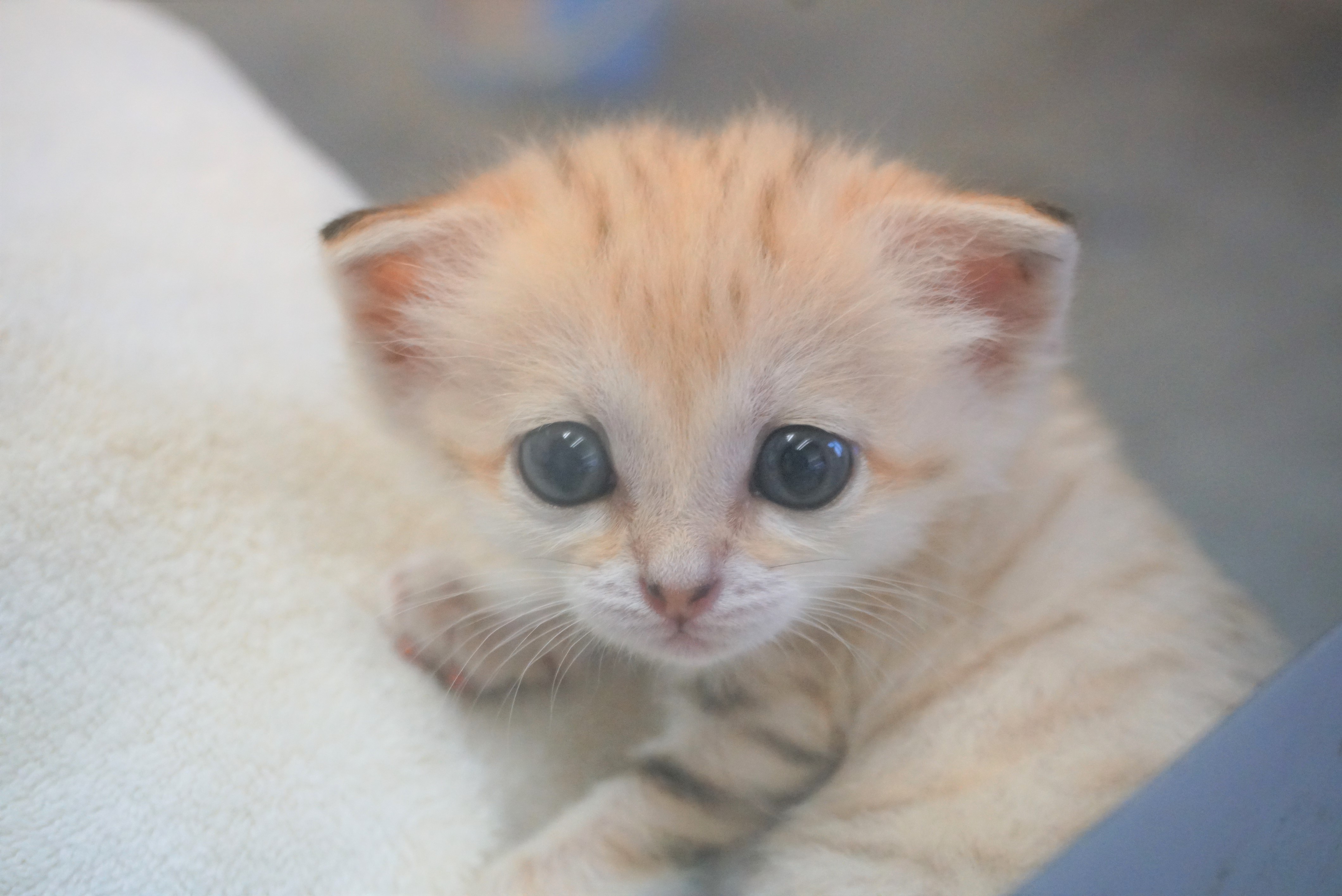 砂漠の天使がまたまた舞い降りた！「スナネコ」に赤ちゃんが誕生 8月12日公開 | 那須どうぶつ王国のプレスリリース | 共同通信PRワイヤー