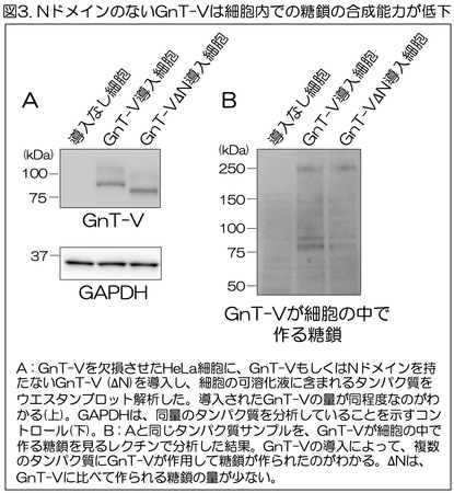 がんの悪性化に関わる糖鎖合成酵素GnT-Vは糖鎖をつけるタンパク質を選ぶ｜信濃毎日新聞デジタル 信州・長野県のニュースサイト