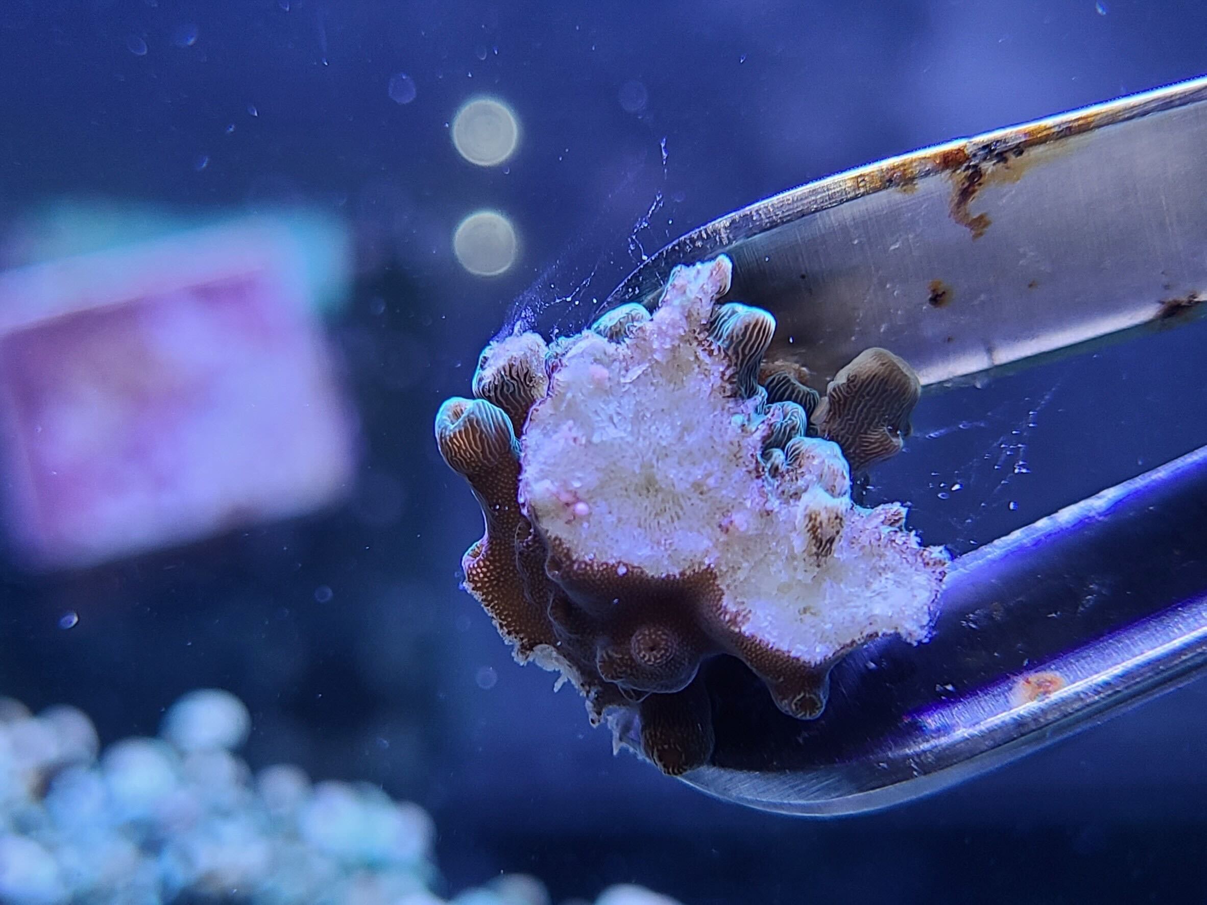 A coral startup, Innoqua Inc., One step closer to the World's first ...