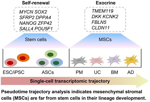 The debate on MSCs is over; it's time to promote MSC therapy in practice | Taslyのプレスリリース | 共同通信 ...