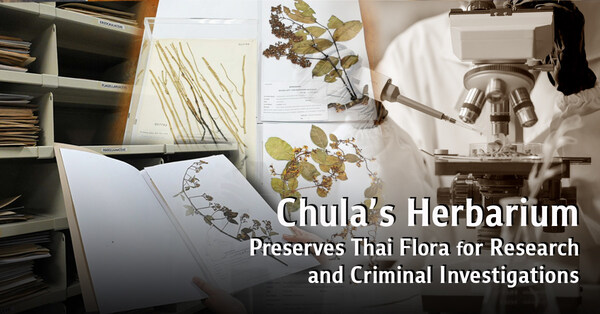 Chulalongkorn University's Herbarium Preserves Thai Flora for Research ...